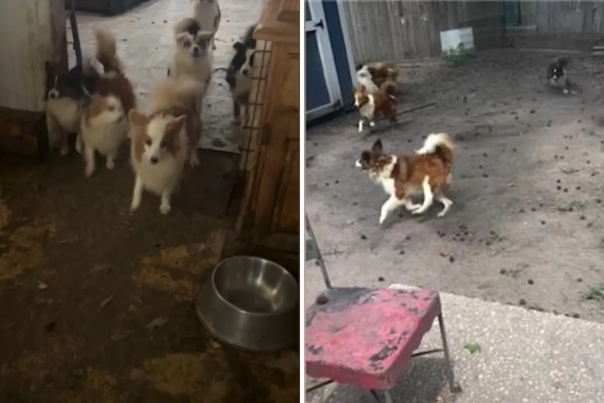 30 Dogs Left at Home in ‘Deplorable’ State, Shelter Acts Fast To Save ...