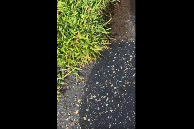 Ants News & Latest Pictures From Newsweek.com