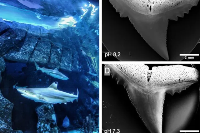 Sharks’ Teeth to Dissolve in Future Oceans - Newsweek