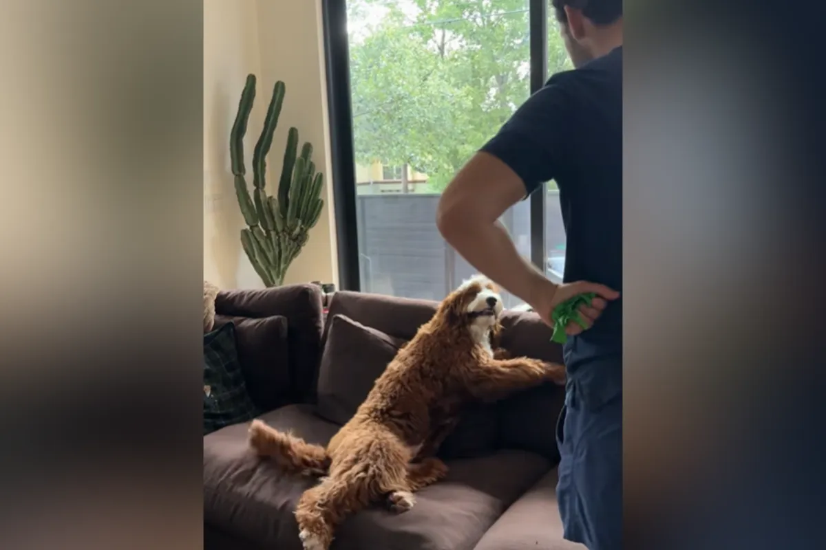 Naughty Dog Scolded by Owners—Sibling’s Reaction Says It All: ‘No Words ...