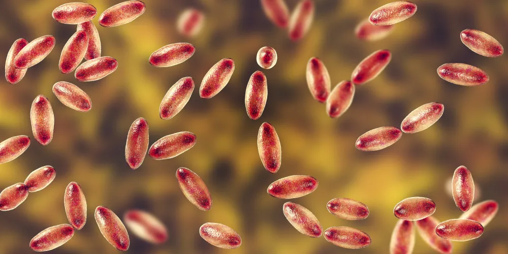 Plague News & Latest Pictures From Newsweek.com