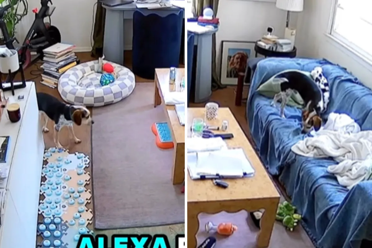 Dog Uses Alexa To Play His Favorite Songs—and It’s All Captured on Pet ...