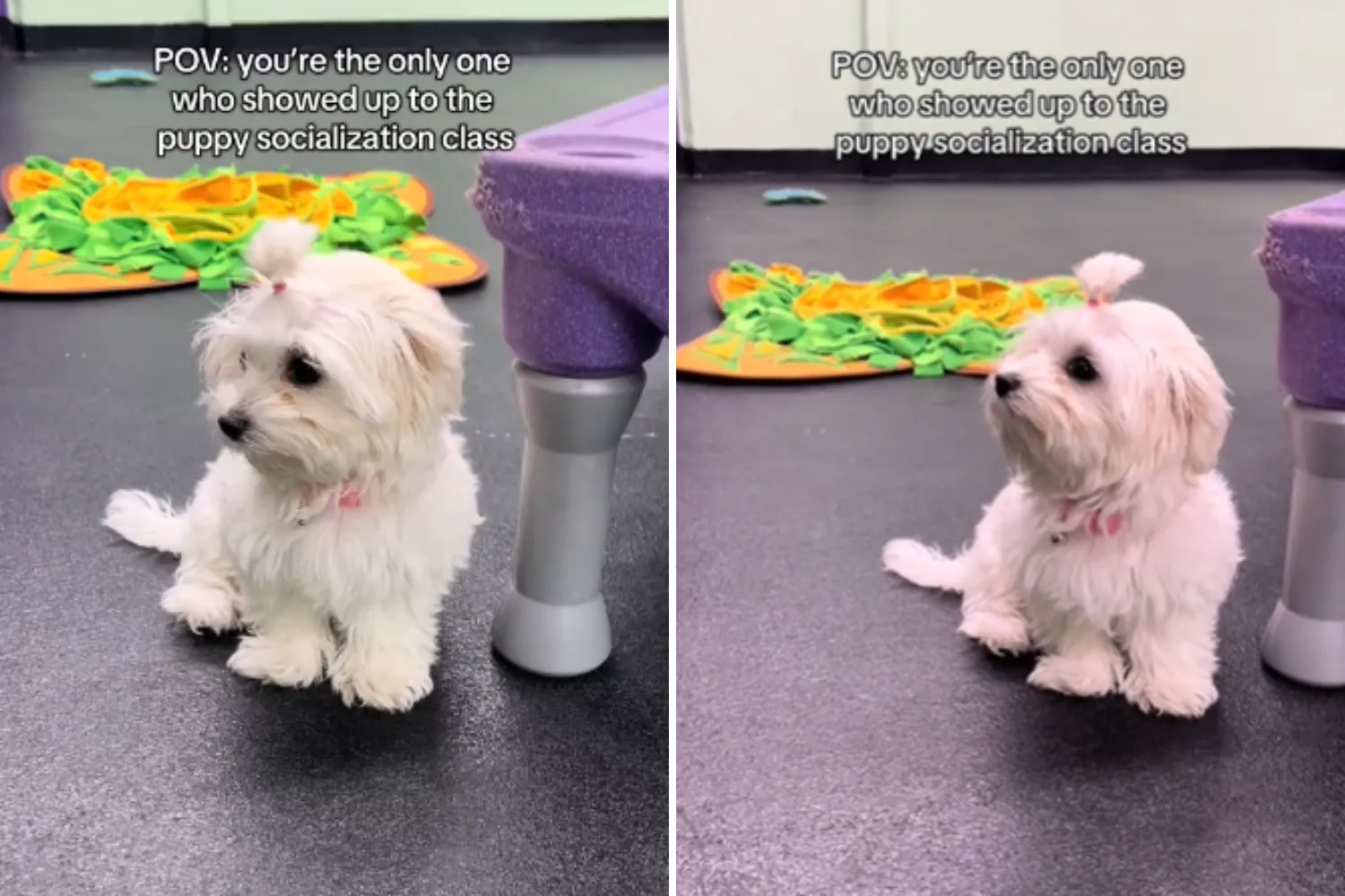 Face of Maltese Puppy All Alone in Socialization Class Breaks Hearts ...