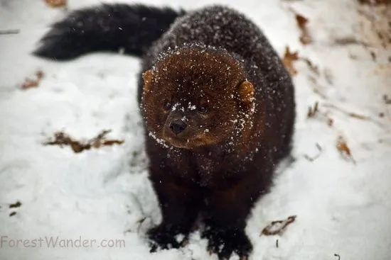 Marijuana Farms Are Poisoning This Mink-Like Animal With Rodenticide ...