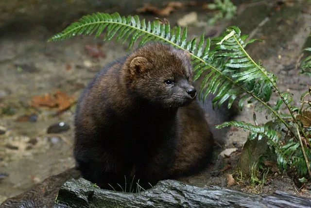 Marijuana Farms Are Poisoning This Mink-Like Animal With Rodenticide ...