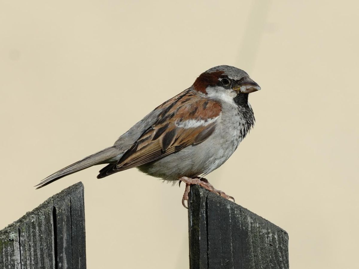 European Birds Are Disappearing: Populations Down 20 Percent Since 1980 ...