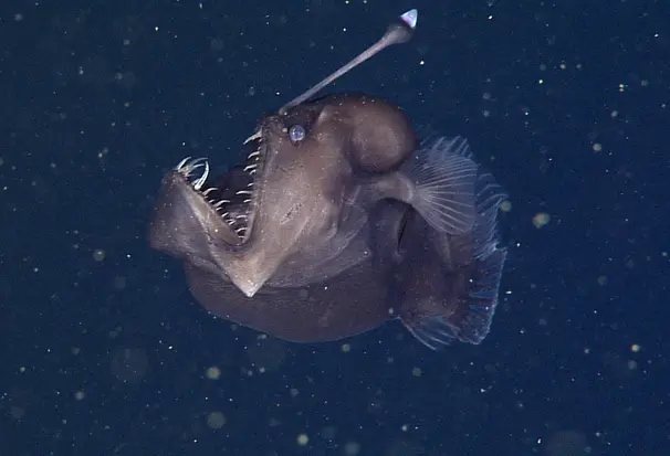Bizarre ‘Black Seadevil’ Fish Caught on Video for First Time - Newsweek