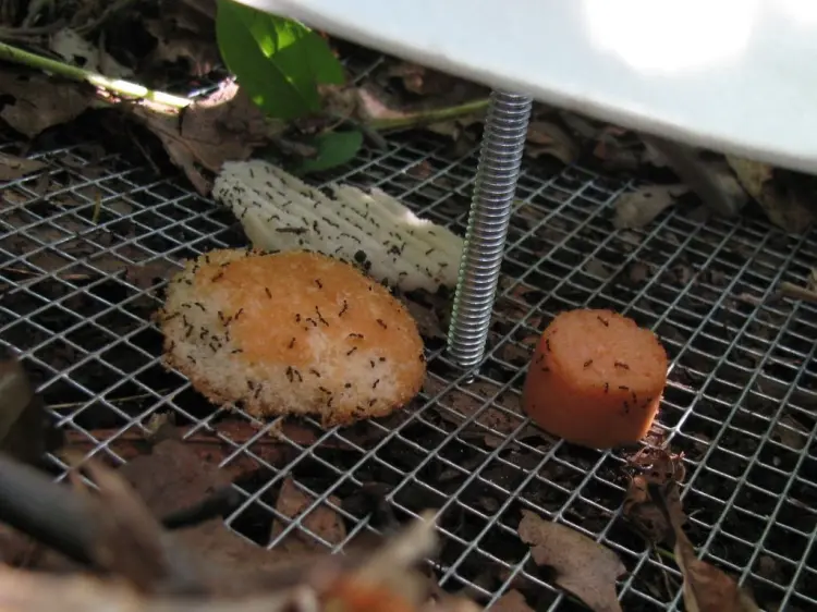 What’s Bugging New York? Really Hungry Insects - Newsweek