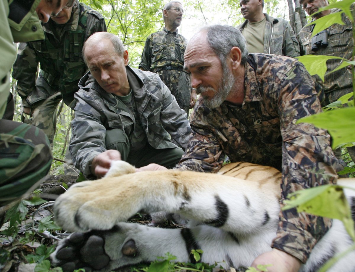 Russia to Count Siberian Tigers - Newsweek