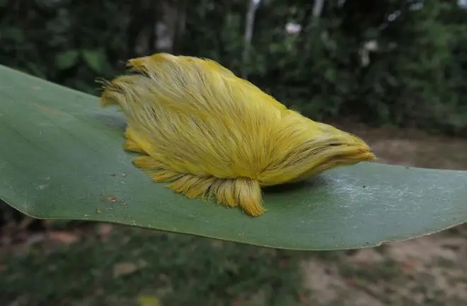 Amazonian Bird Mimics Poisonous Caterpillar - Newsweek