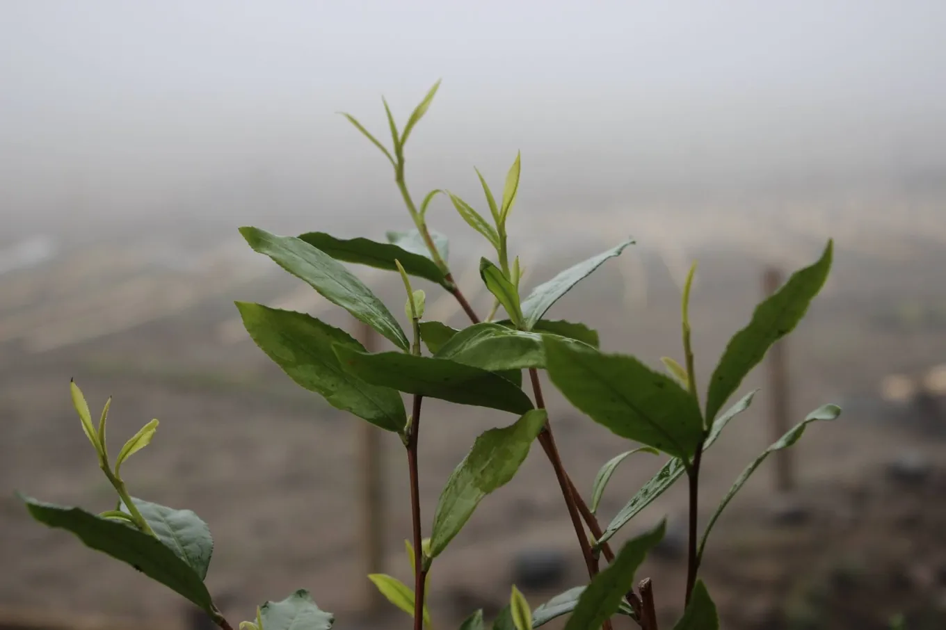 Forget Whisky, Scots Are Producing a New Tipple: Tea - Newsweek