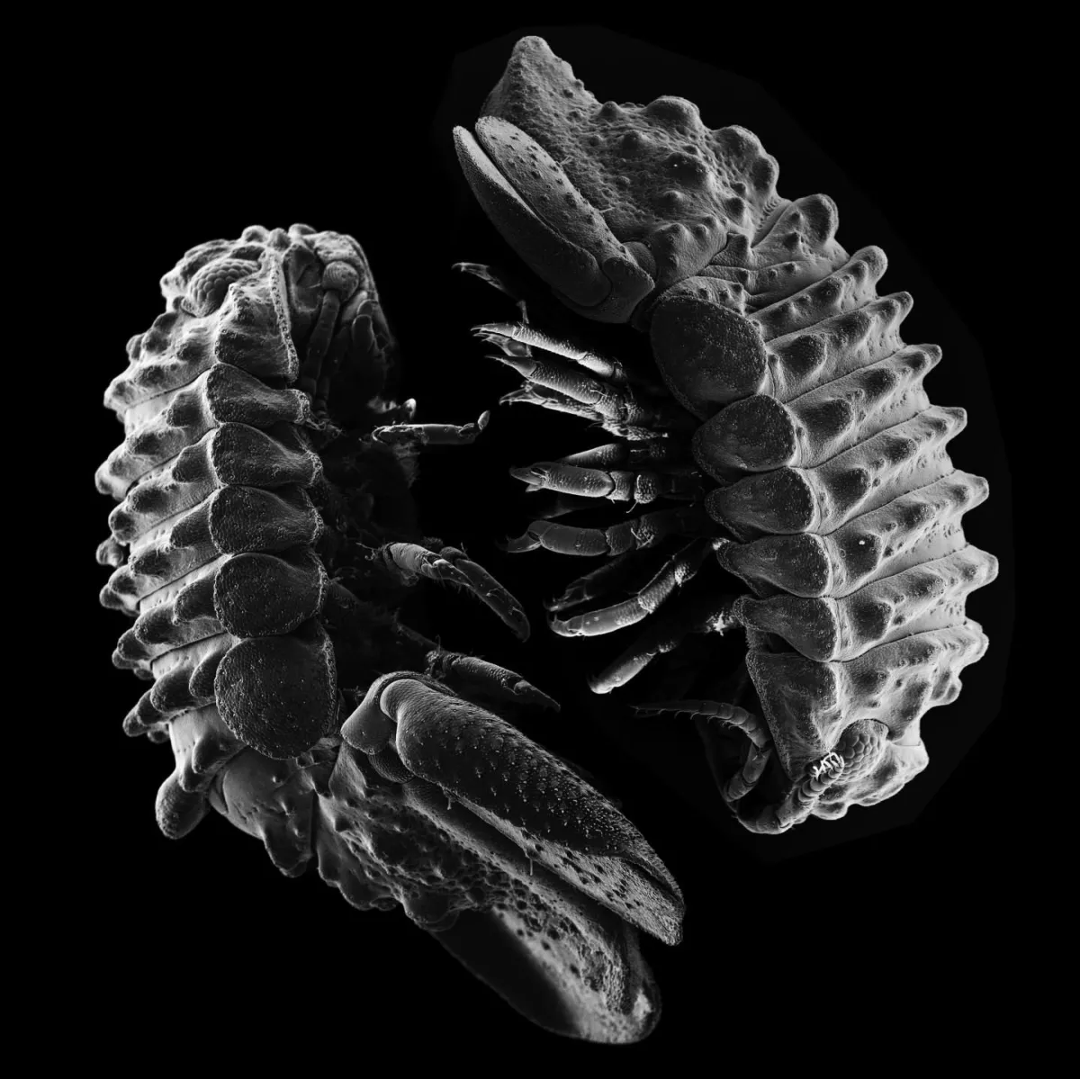New Aquatic ‘Roly-Poly’ Found in Los Angeles - Newsweek