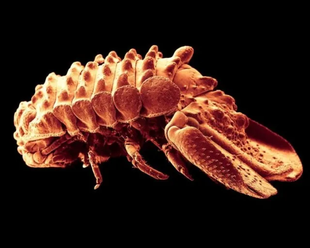 New Aquatic ‘Roly-Poly’ Found in Los Angeles - Newsweek