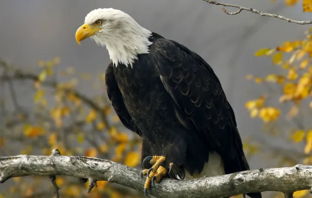 Nation’s Oldest Bald Eagle Found Dead in New York - Newsweek