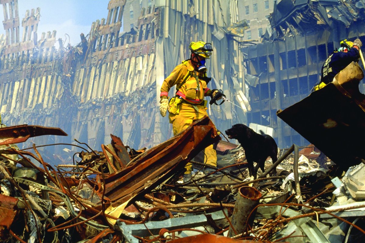 Amazing Rescues by Animals - Newsweek