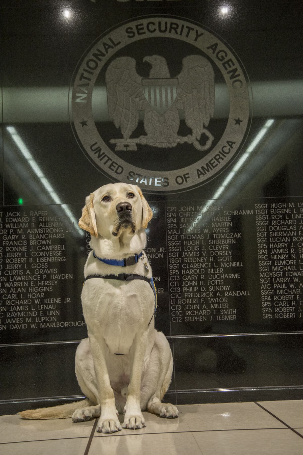 NSA Employees Are Training Service Dogs While Working - Newsweek