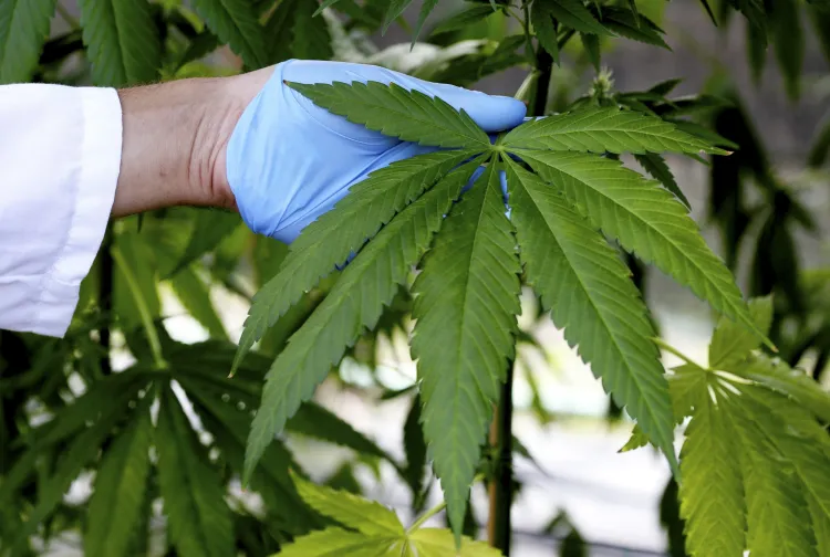 Evidence of Marijuana’s Medical Usefulness Mounts - Newsweek