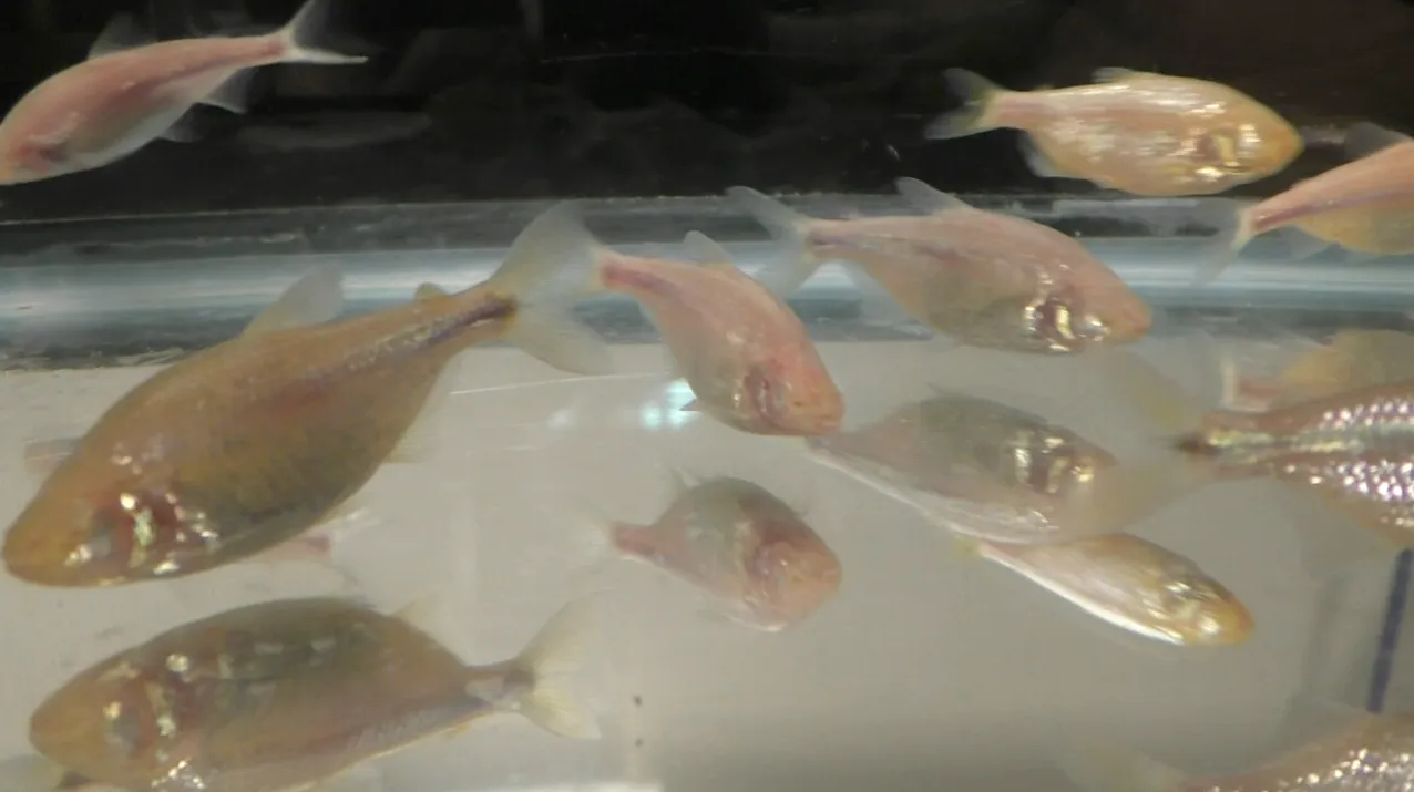 Binge-Eating Fish Living in Caves Provide Insight Into Human Obesity ...