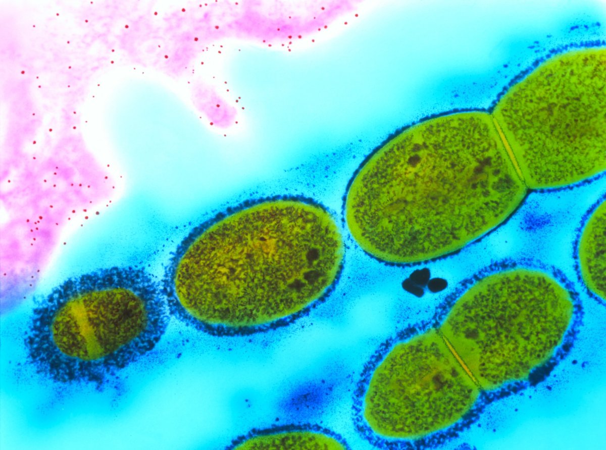 Programming Bacteria to Kill Cancer Cells - Newsweek