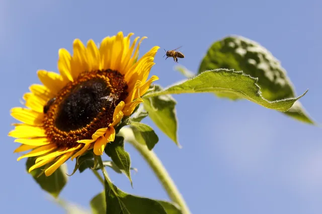 Beware the Attack of the Killer Bees - Newsweek