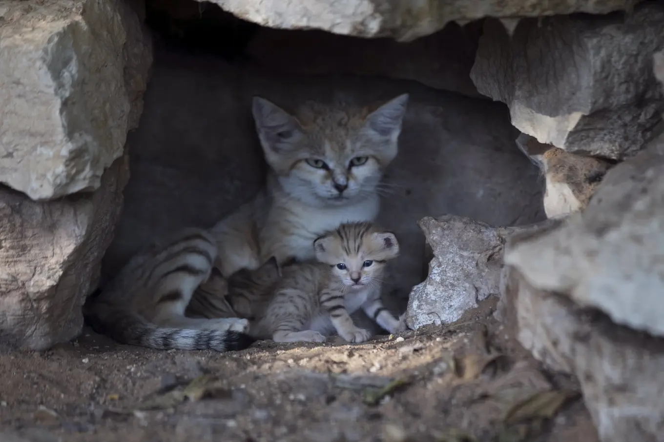 Video: Three Rare Baby Sand Cats Born in Israeli Zoo - Newsweek