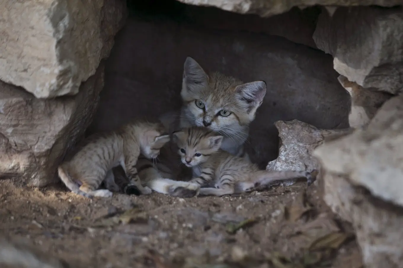 Video: Three Rare Baby Sand Cats Born in Israeli Zoo - Newsweek