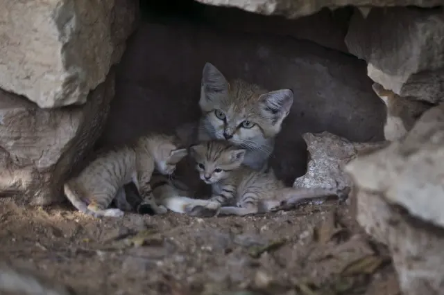 Video: Three Rare Baby Sand Cats Born in Israeli Zoo - Newsweek