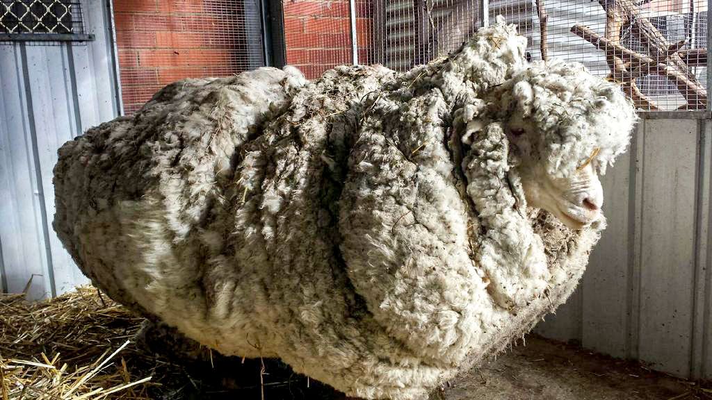 Extremely Overgrown Sheep Gets Sheared, Producing 90 Pounds of Wool ...
