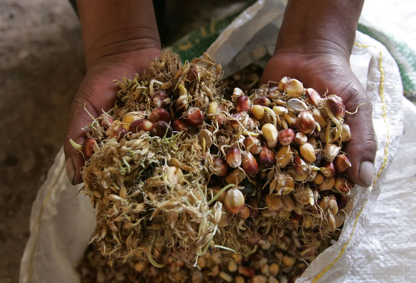 Ancient Beer Recipes Lead to Modern Health Remedies - Newsweek