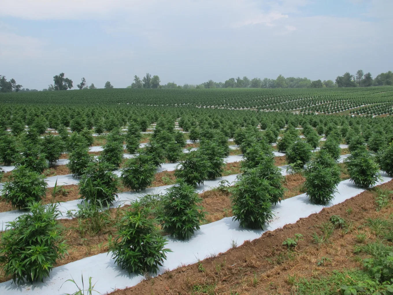 The Great Kentucky Hemp Experiment - Newsweek
