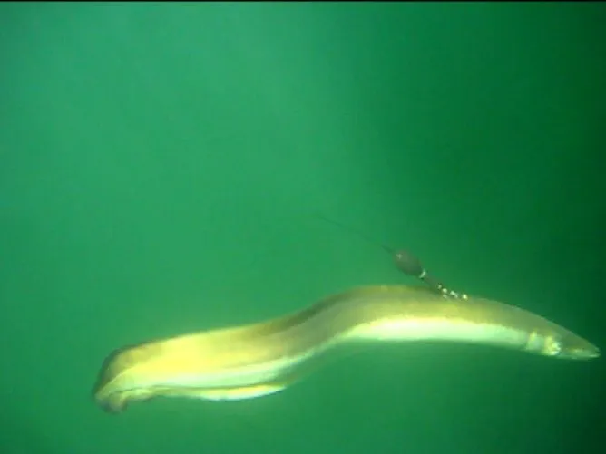 eel migration