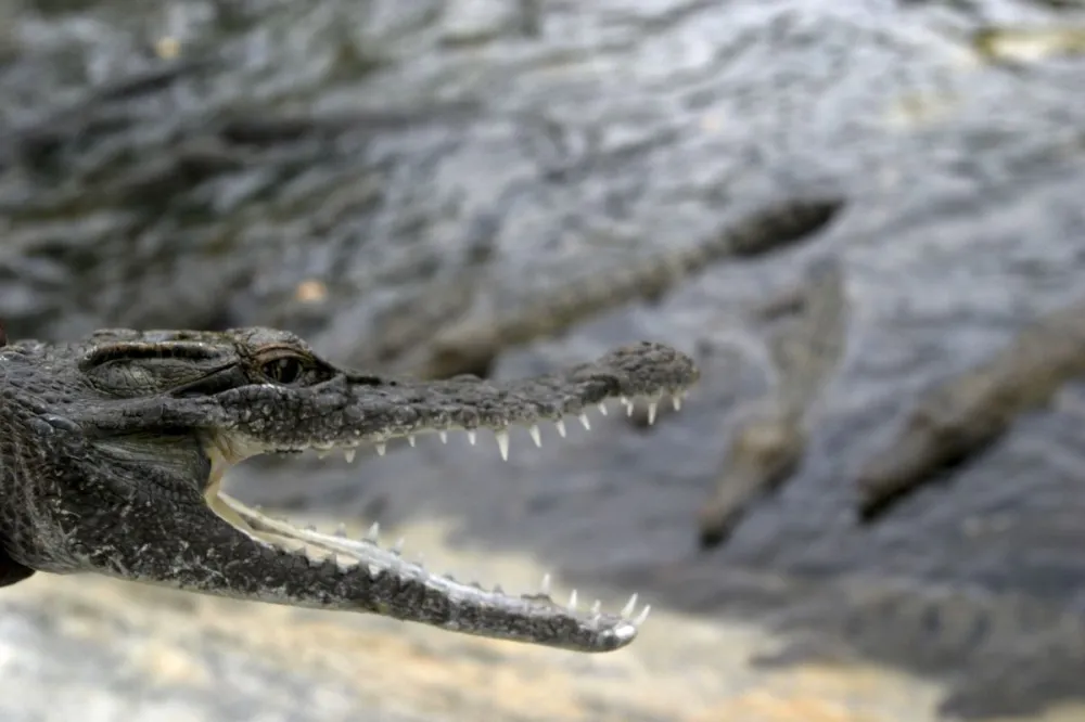 Tourist Has Arm Bitten Off By Crocodile After Wading Into Mexican ...