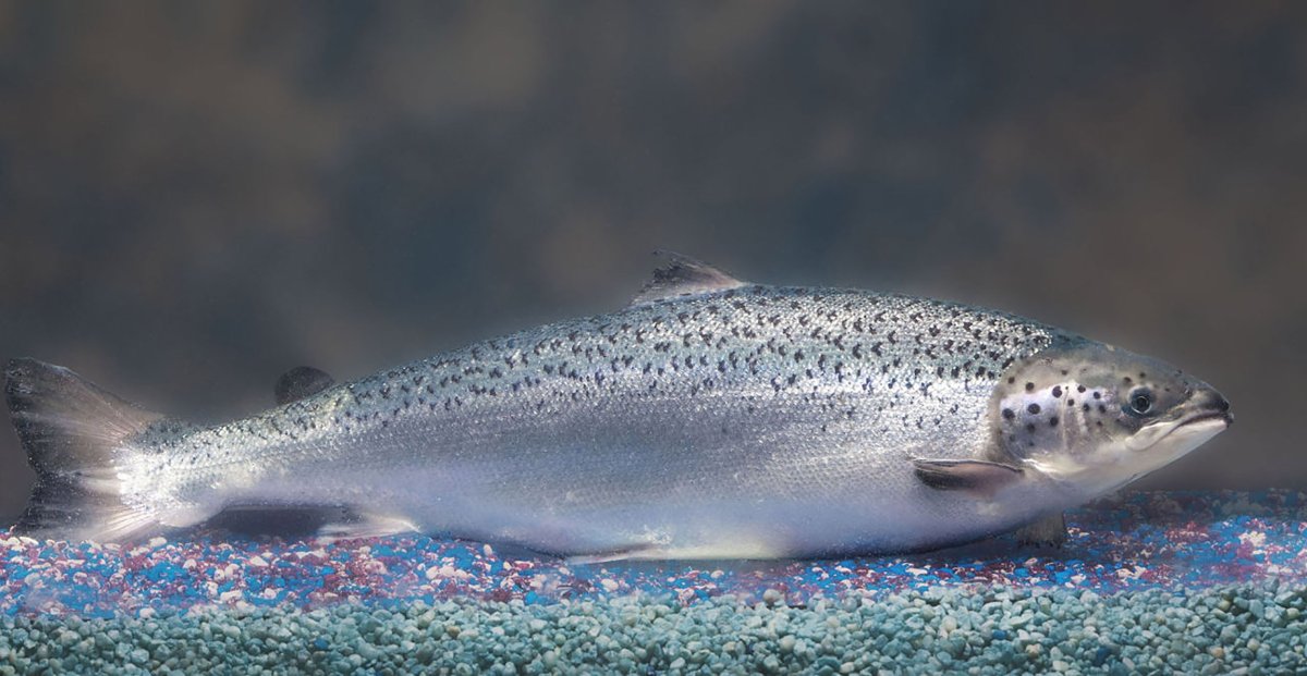 FDA Approves AquAdvantage Salmon, the First Genetically Modified Animal ...