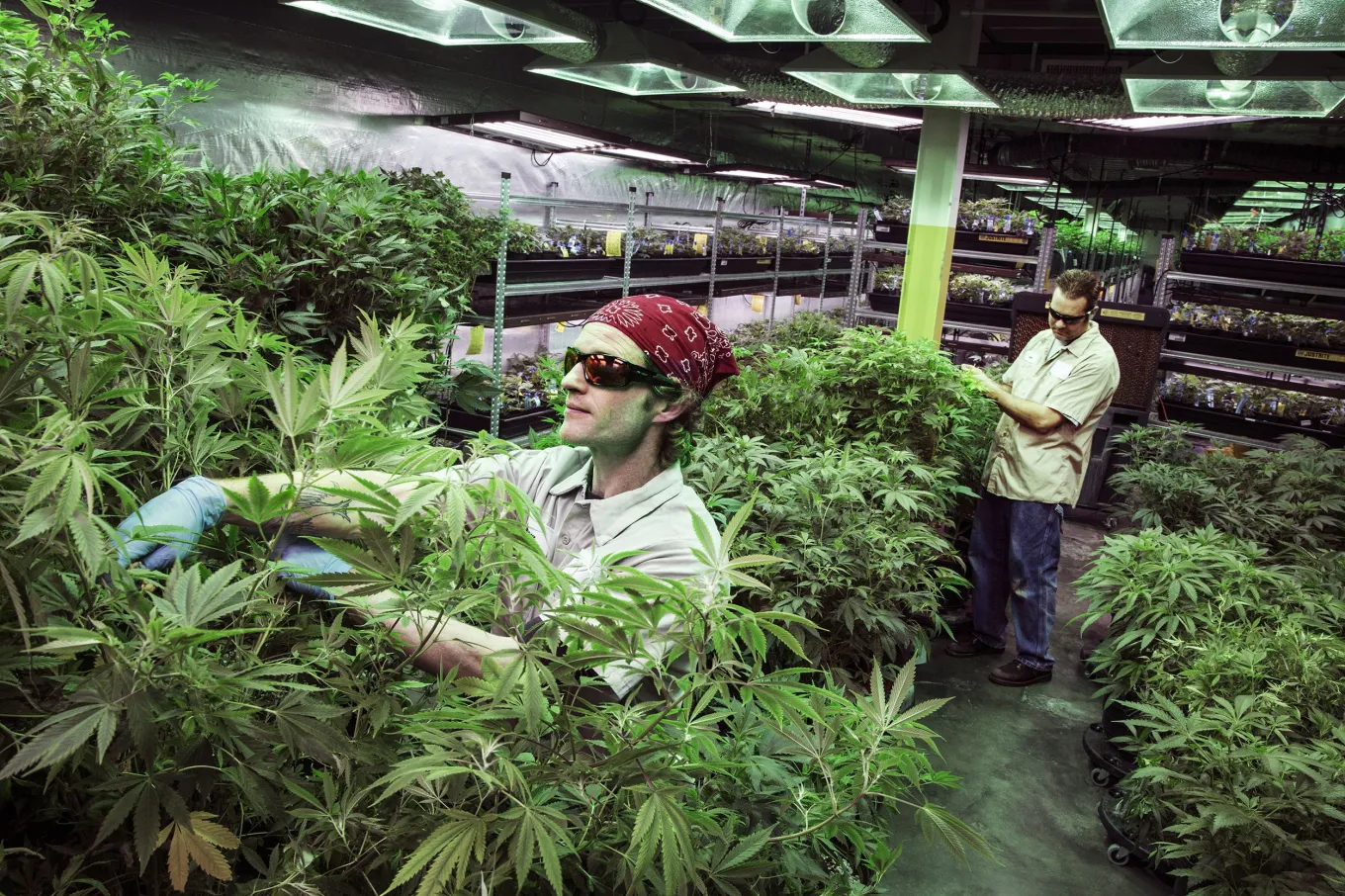 A Cannabis Crusader Brings the Fight for Legal Weed to America’s ...