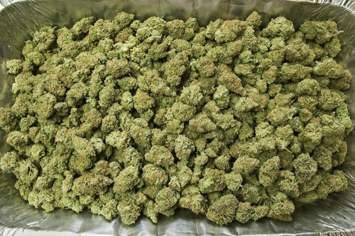 A Cannabis Crusader Brings the Fight for Legal Weed to America’s ...
