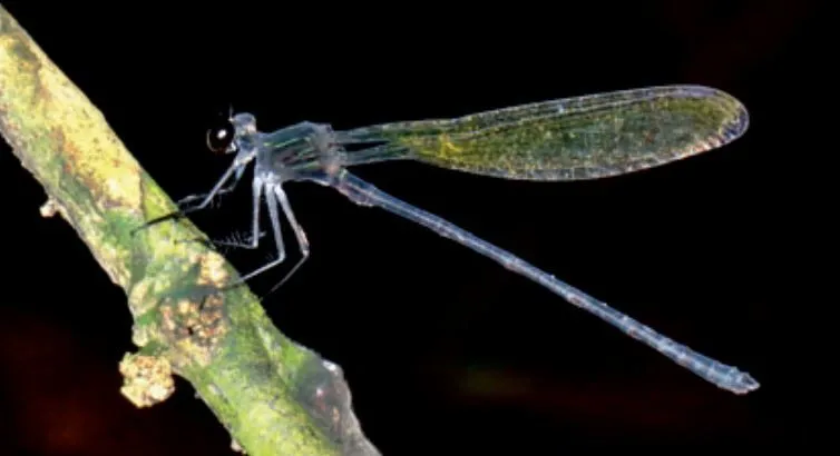 60 New Species of Dragonflies Found - Newsweek