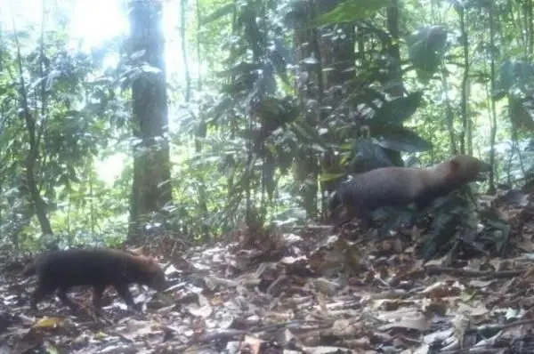 Rare Bush Dogs Photographed in Panama - Newsweek