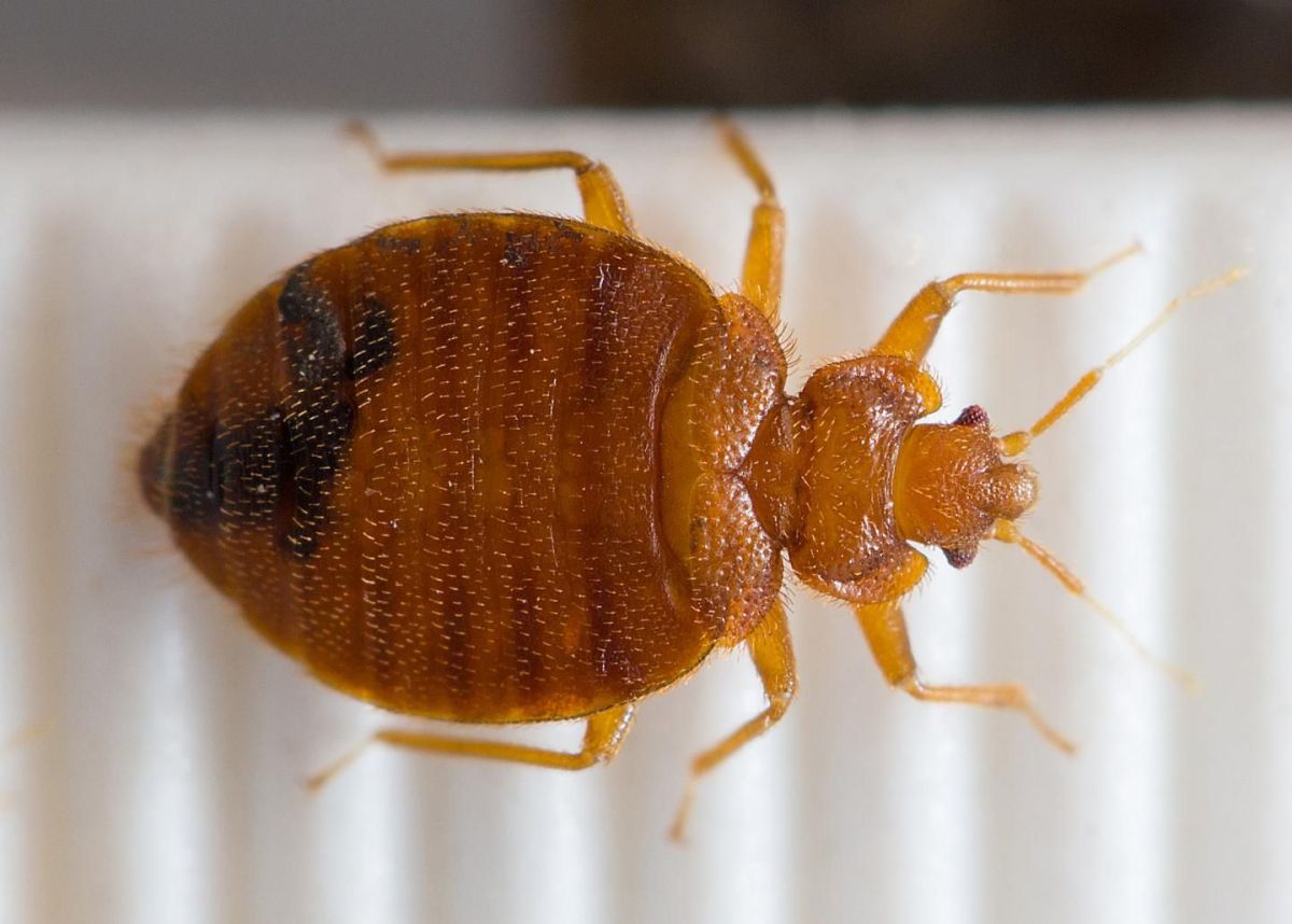 Map of Bed Bug Genome Explains Ick Factor and Some Mysteries - Newsweek