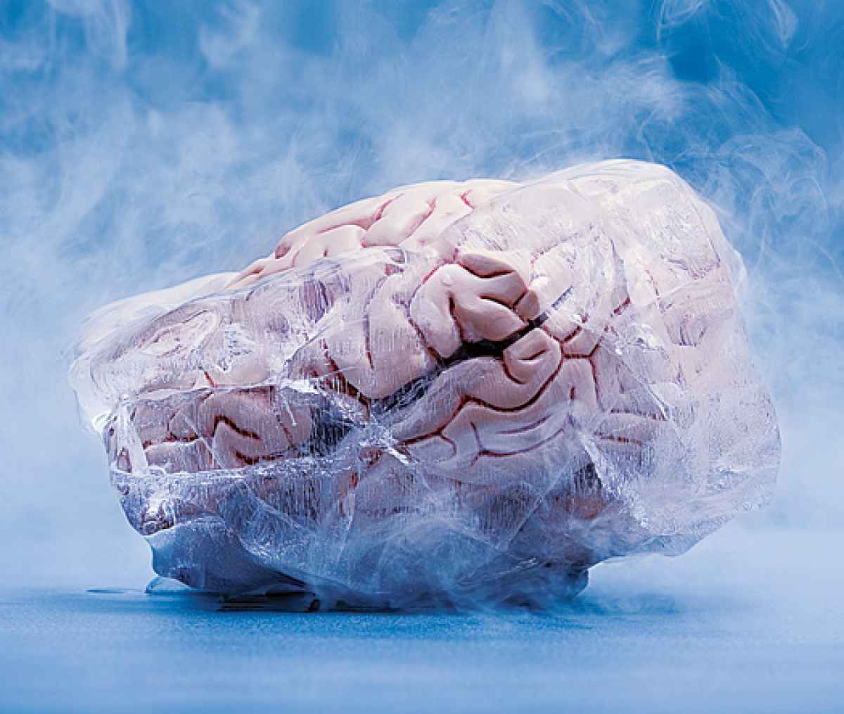 Rabbit Brain Returns Successfully From Cryopreservation - Newsweek