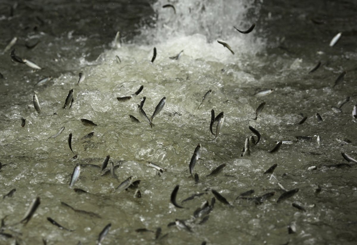 Salmon Born in Hatcheries Are Different at DNA Level Than Wild Salmon ...