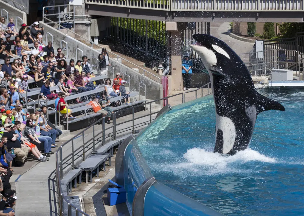 SeaWorld Employees Posed as Animal Rights Activists to Spy on Opponents ...