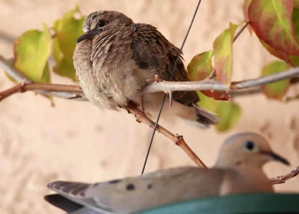 Bird Experts Reflect on Randy Johnson Hitting a Bird With a Pitch ...