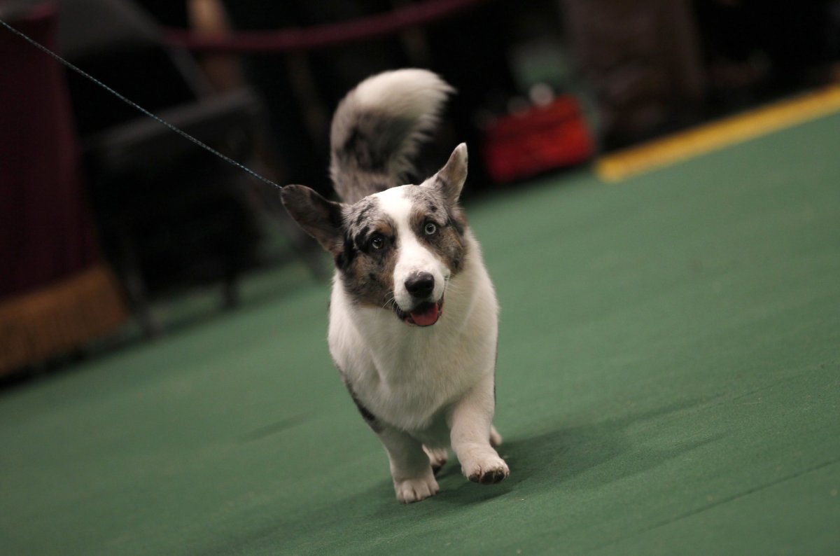 Russian Police To Train Welsh Corgis as Service Dogs - Newsweek