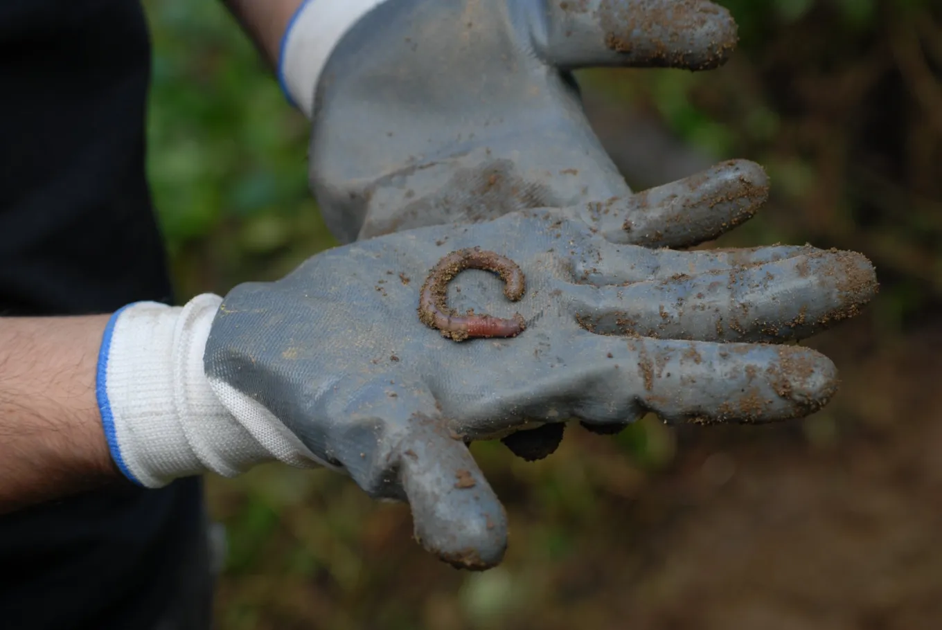 The Quest to Sequence the Genome of a Volcano-Dwelling Worm - Newsweek
