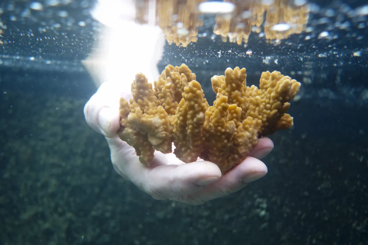 Scientifically Engineered Coral Could Survive Climate Change ...