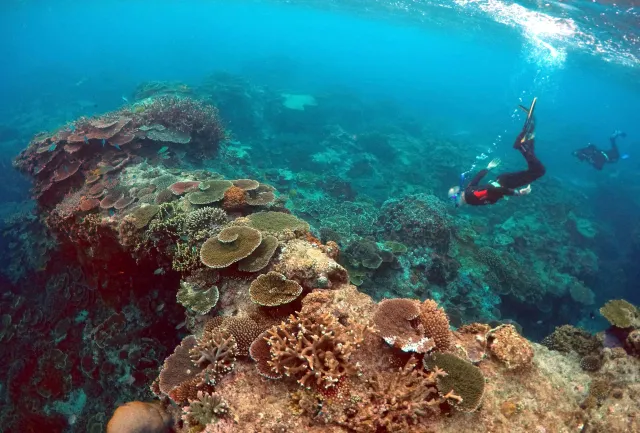 The Bad News Is In: Coral Reefs Doomed to Bleaching for Record Third ...