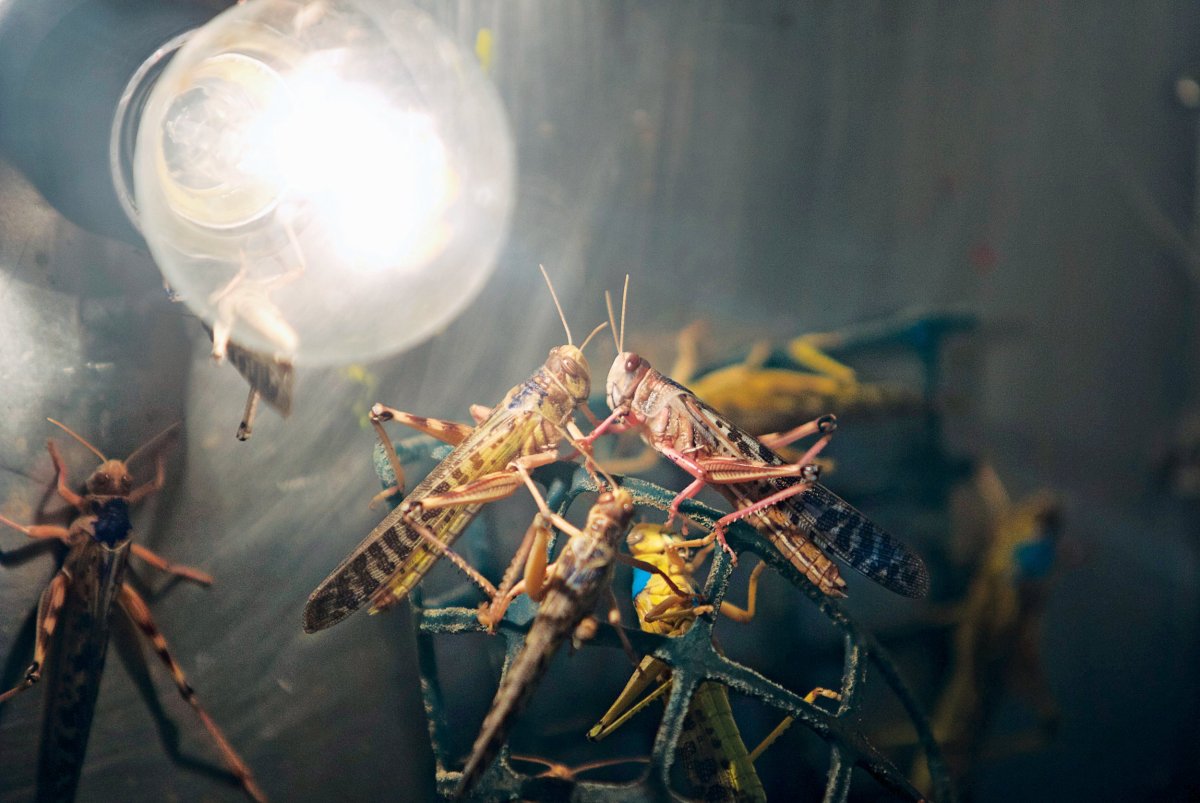 Robot Locusts Harness the Power of Biology and Mechanics - Newsweek