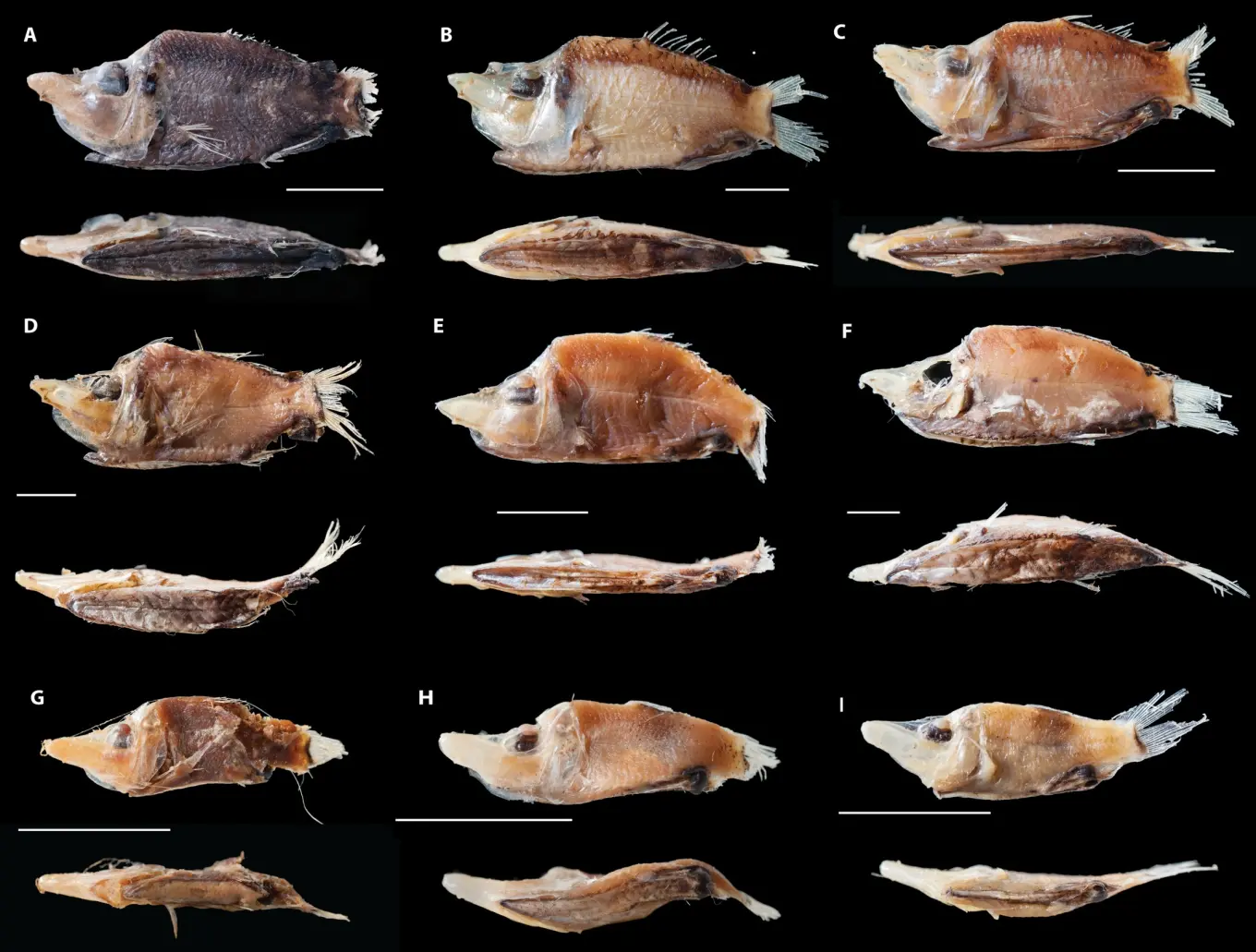 Two New Deep Sea Fish Produce Light in Their Belly - Newsweek