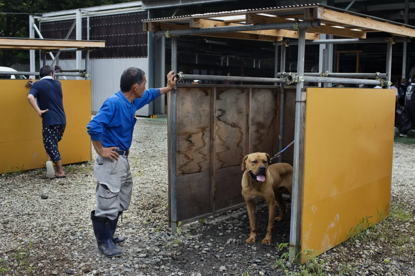 Dogfights in Japan Are a Family Outing - Newsweek