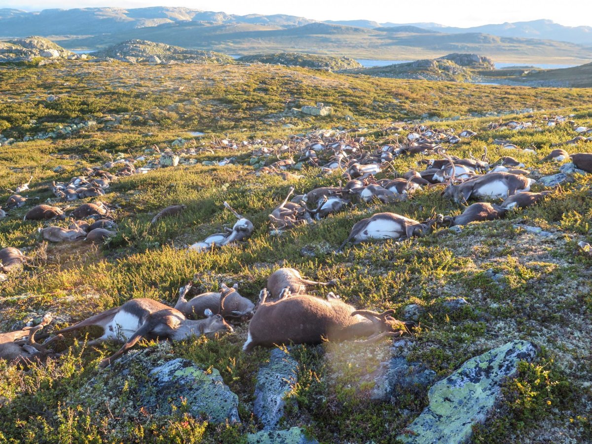Lightning Storm Kills 323 Reindeer in Norway - Newsweek